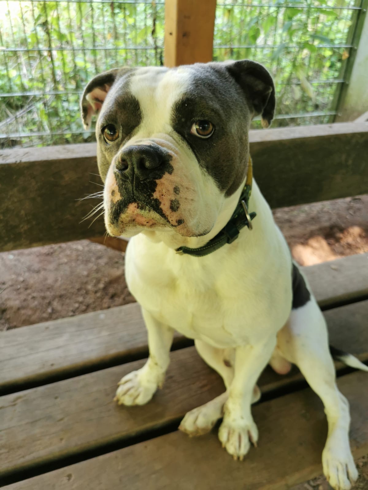 Tierschutzverein Zweibrücken Stadt & Land e. V.: Chico